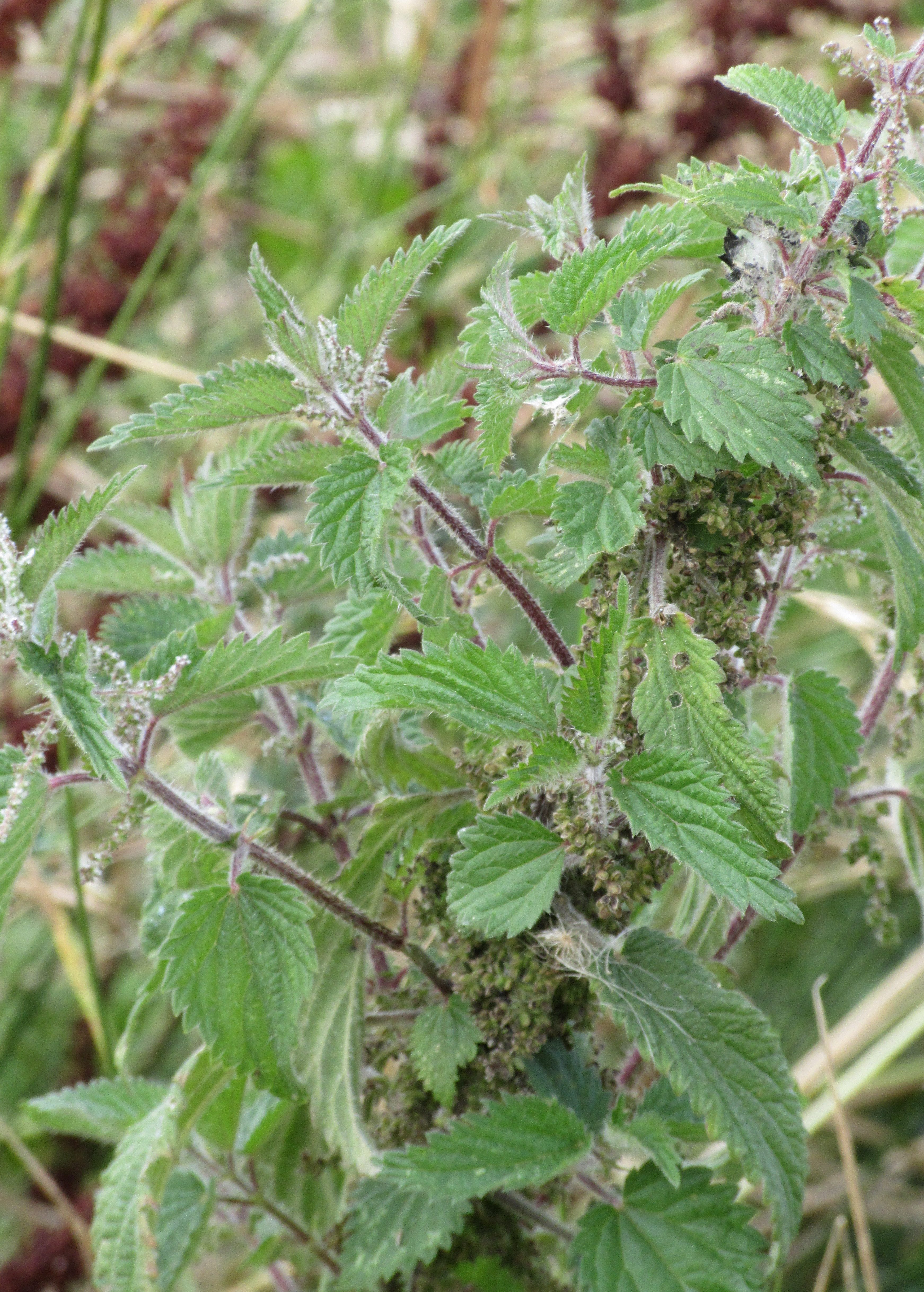 Making thread from nettles | The Rainbow Angel